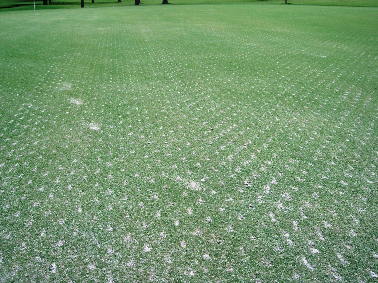 Green Aerification…Spoiling My Golf Trip? – Thailand Golf Zone